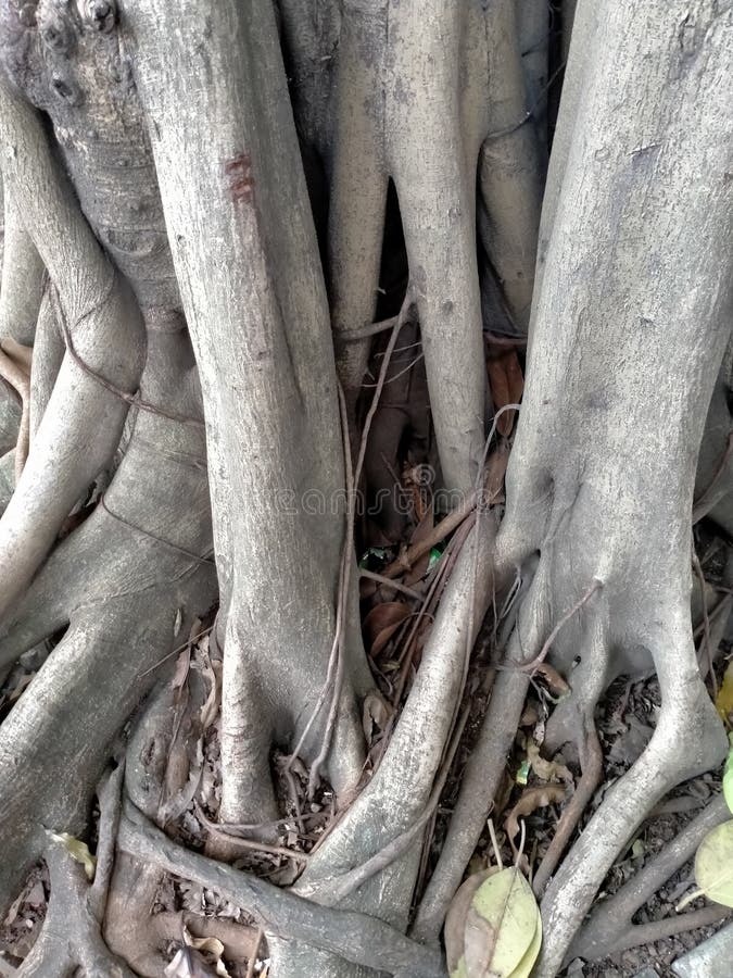 Unique tree trunk stock photo. Image of trunk, produce - 284233032