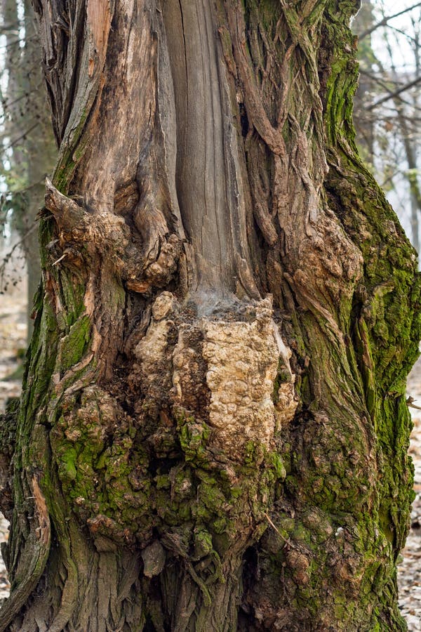 Unique Tree Trunk Unusual Growth Textured Bark Forest Stock Photos ...