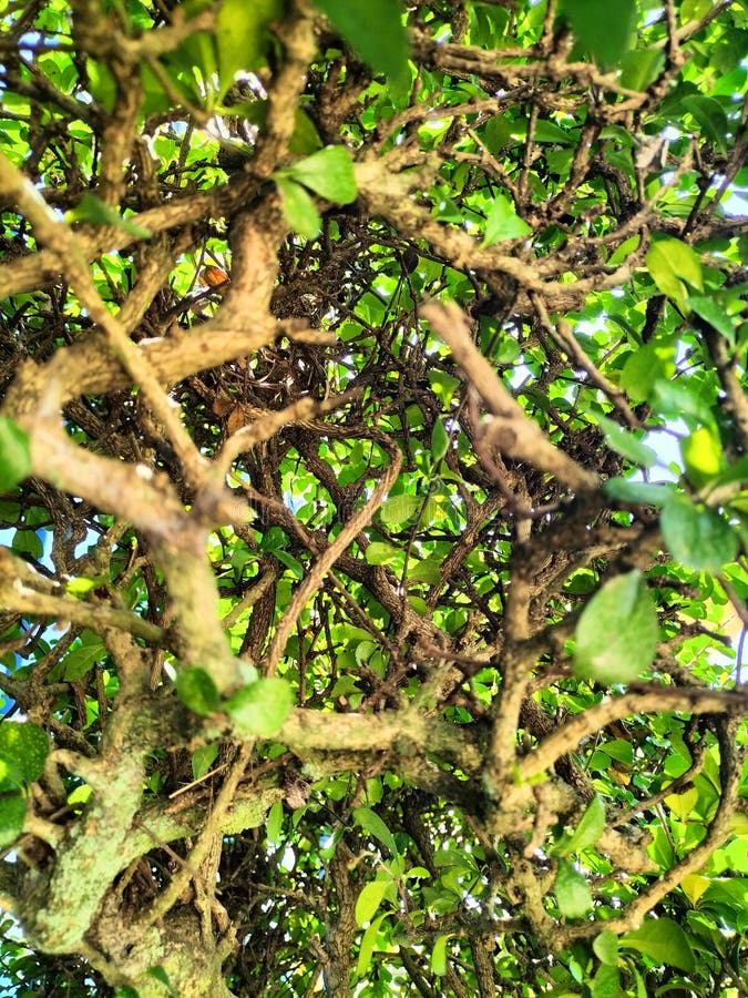 Unique Tree with Twisted Branches and Green Leaves, Useful for ...