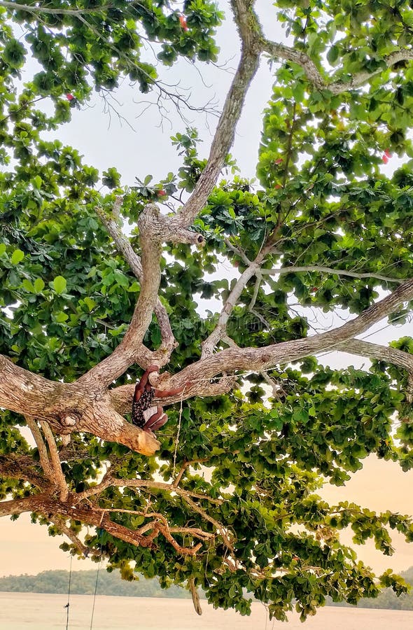 Unique Tree Views and Interesting Views Stock Image - Image of asia ...