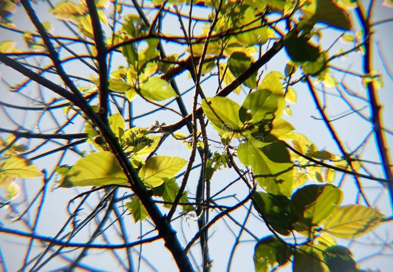Unique Trees in Beautiful Lush Forests Stock Image - Image of forest ...