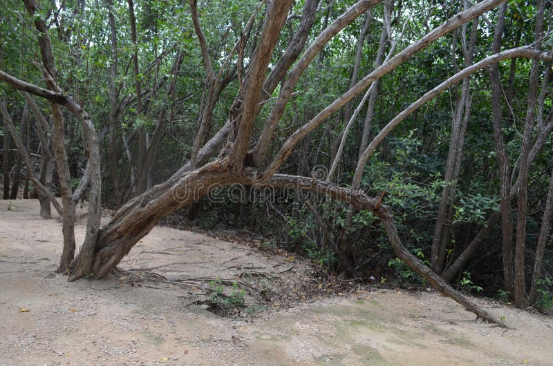 Arched Tree Growing Back into the Ground in Mexico Stock Image - Image ...