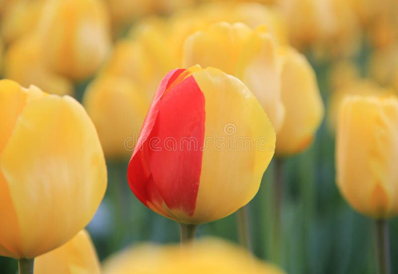 Unique tulips stock image. Image of china, tulips, blooming - 132765291