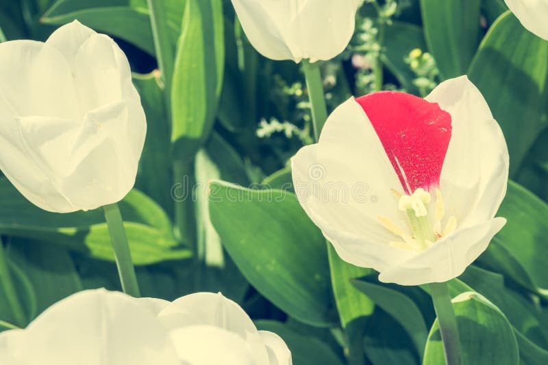 Unique two color tulip. stock photo. Image of plant, idyllic - 53398584