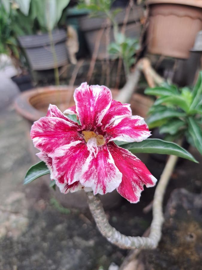 Unique Two-colored Flower that is Different from the Frangipani Type ...