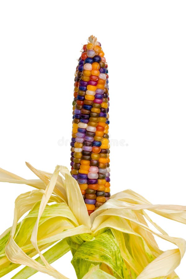 Unique Variety of Rainbow Colored Corn Stock Photo - Image of variety ...