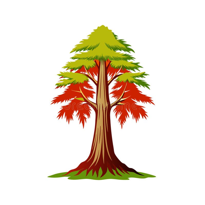 Unique Bald Cypress Tree Vector Illustration Stock Illustration ...