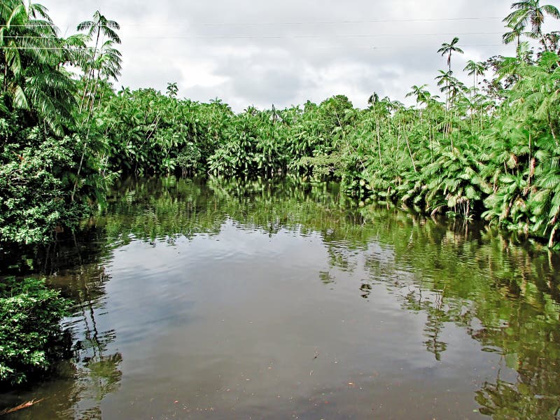 Boat Trip on the Una River- Riparian Forest Stock Image - Image of ...