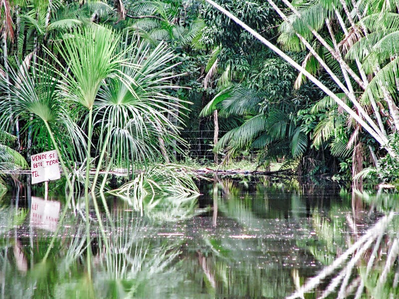 Boat Trip on the Una River- Riparian Forest Stock Photo - Image of ...