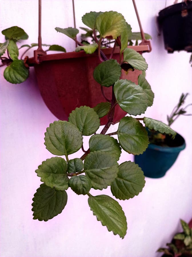 Unique and Very Amazing Leaf Shape Stock Image - Image of amazing, leaf ...