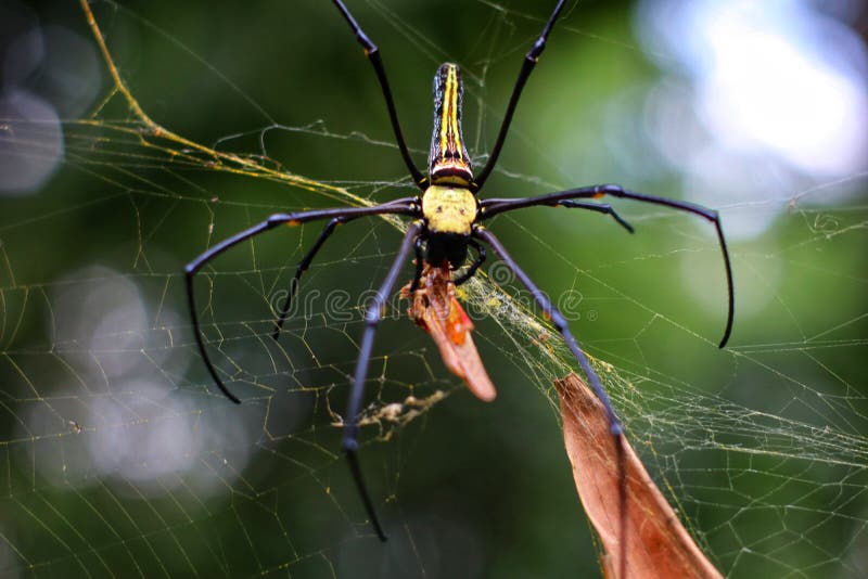Unique and Very Beautiful Spider Stock Photo - Image of spider ...