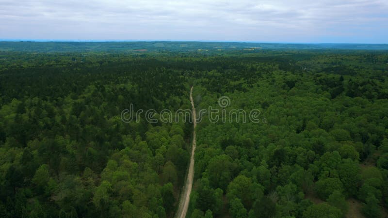 Aerial Video of the Path in the Forest Stock Video - Video of aerial ...