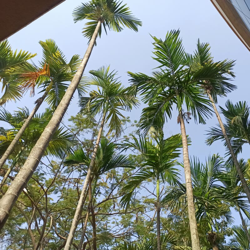 A Unique View of a Canopy Formed from Areca Catechu Trees in Botanical ...