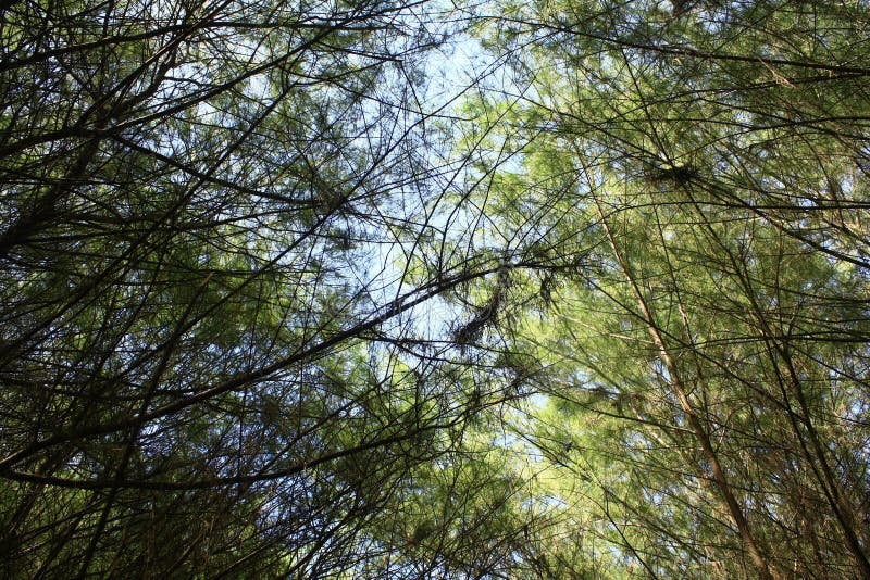 Forest of Pine Trees Horizontal Stock Image - Image of america, beauty ...