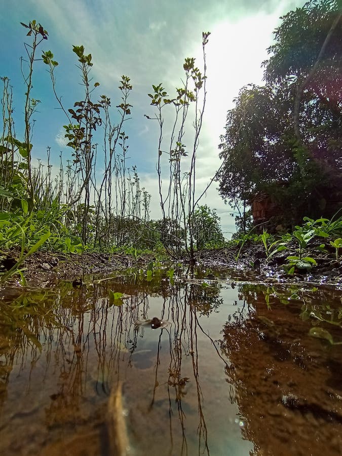 Unique view photography. editorial photography. Image of tree - 223452407