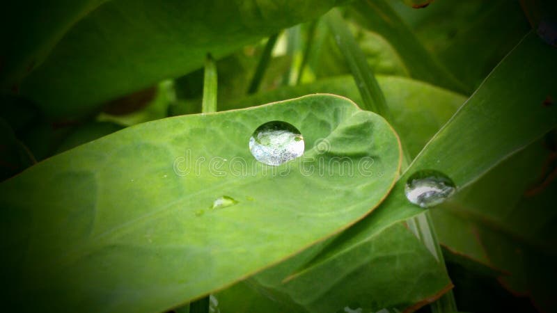 Unique Water Drops on Glass Stock Image - Image of option, view: 118452519