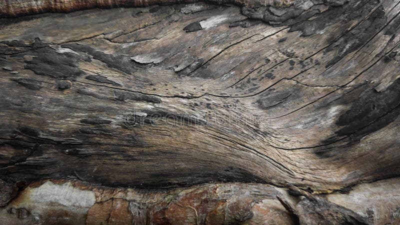 Unique Wavy Texture of Light and Dark Brown Colored Tree Bark. Usable ...