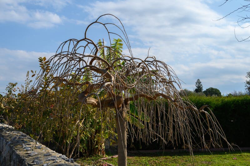 Elegant Weeping Tree Sways Gracefully Under a Serene Sky in a Tranquil ...