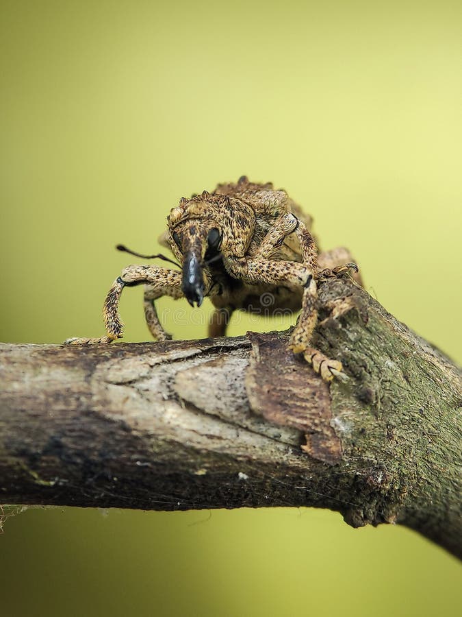 Unique Weevil Beetle on Branch with Yellow Background Stock Image ...