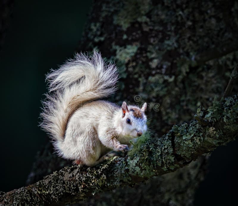 Unique White Squirrel of North Carolina Sitting in Tree Stock Photo ...