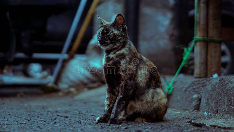 Unique wild cat stock image. Image of whiskers, wild - 265318055