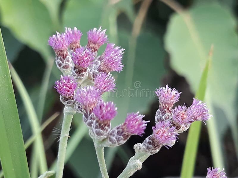 A Unique Wild Flowers Image Stock Photo - Image of lilac, unique: 281331574
