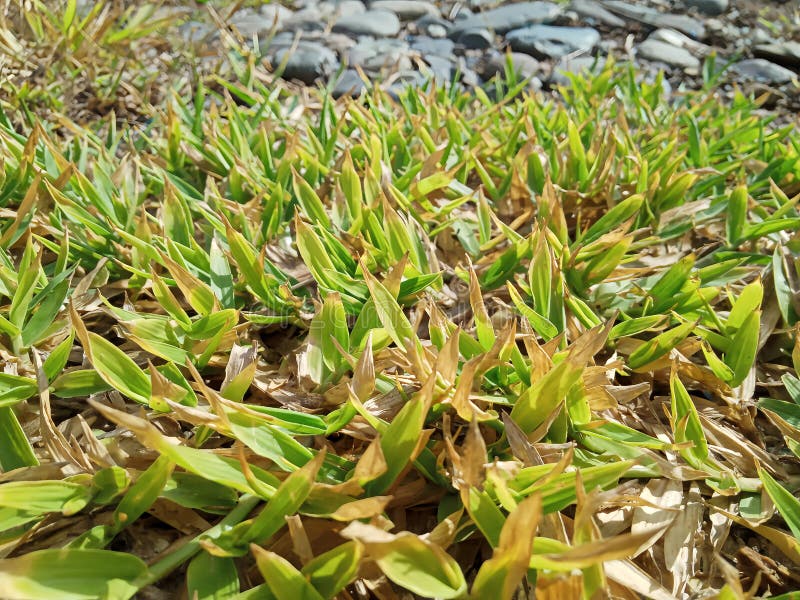 Unique Wild Grass Plants in the Yard Stock Photo - Image of plants ...