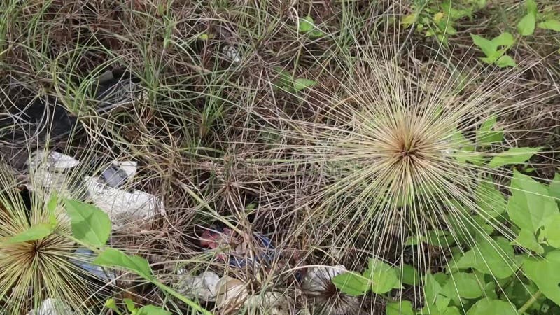 Unique wild grass stock footage. Video of unique, natural - 262971798