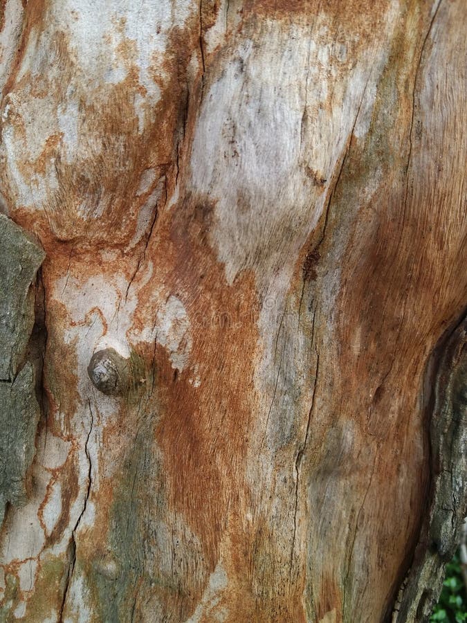 Unique Wood Bark Portrait Backgrounds Stock Image - Image of plank ...