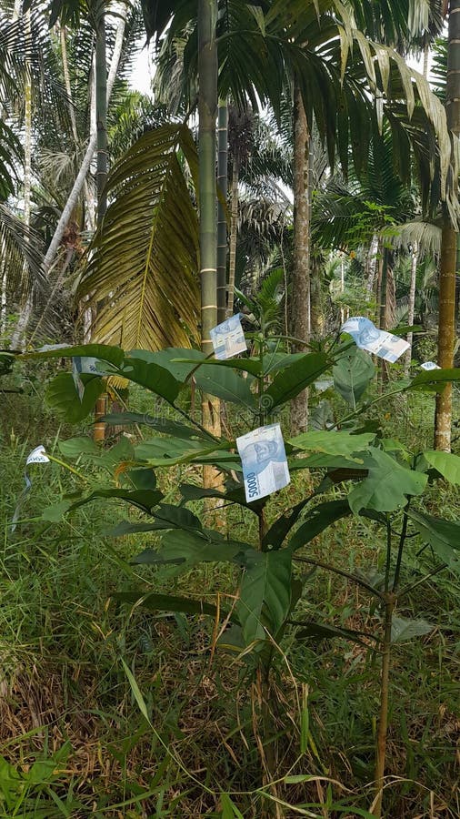 Unique Wooden Tree in the World Stock Photo - Image of worl, tree ...