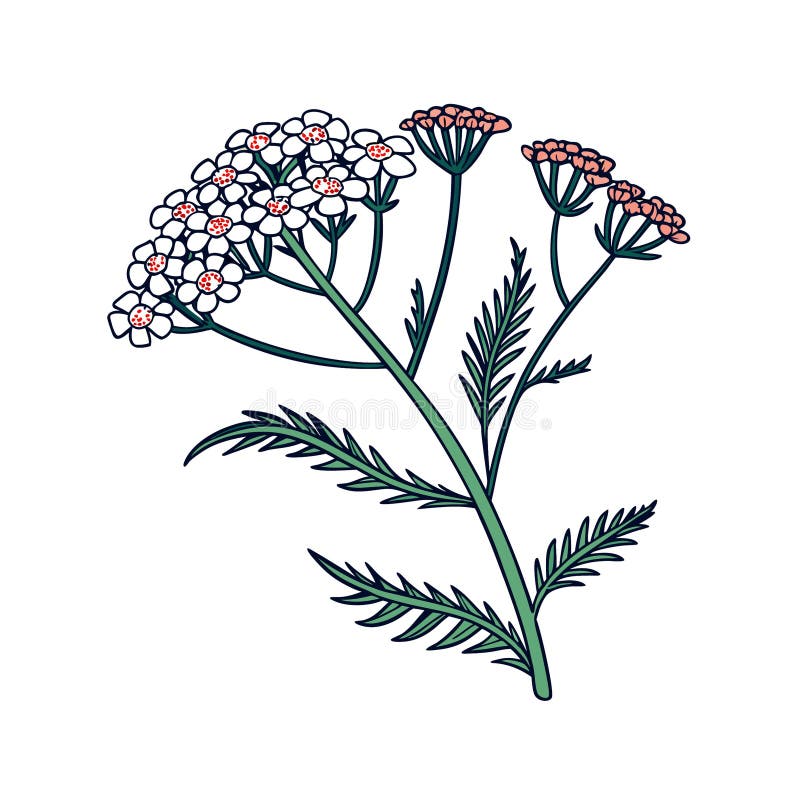 Unique Yarrow Flower Illustration in Bold Style Stock Photo ...