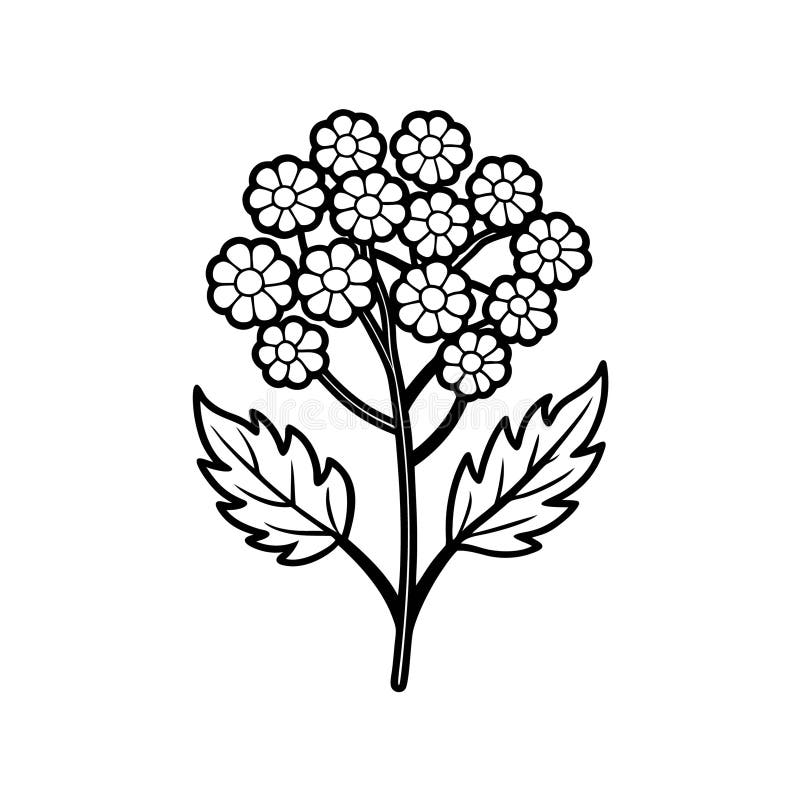 Unique Yarrow Flower Top Illustration in Bold Style Stock Image ...