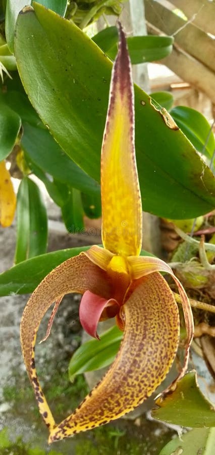 The Unique Yellow Bulbuphylum Lobbii Orchid Stock Photo - Image of ...