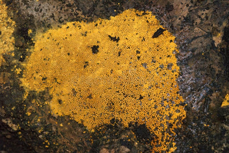 Unique Yellow Mold Formation Exhibiting Small, Spherical Structures ...