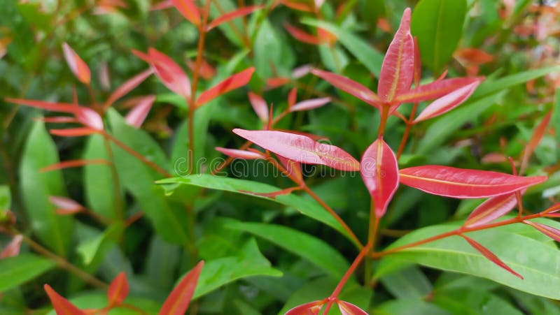 Unique Young Leaves with a Luxurious Color Stock Image - Image of ...