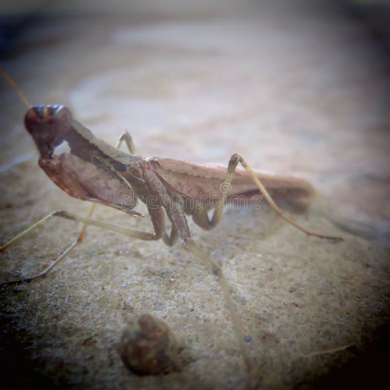 Praying Mantis Body. Symbol of Stillness Meditation. Brown. Full Front ...