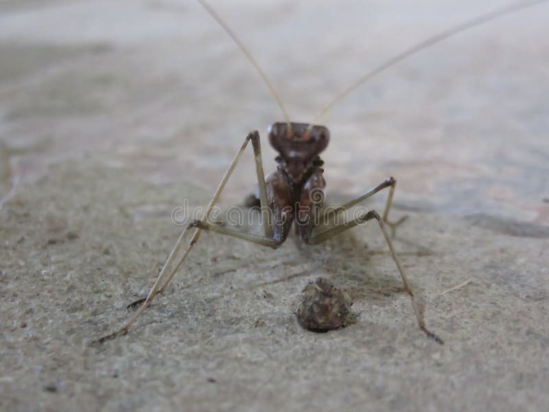 Praying Mantis Body. Symbol Of Stillness Meditation. Light Brown Grey ...