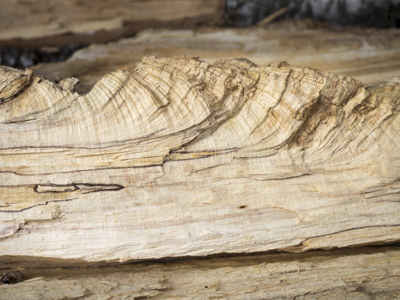 Uniquely Figured Maple Log stock image. Image of special - 93837331