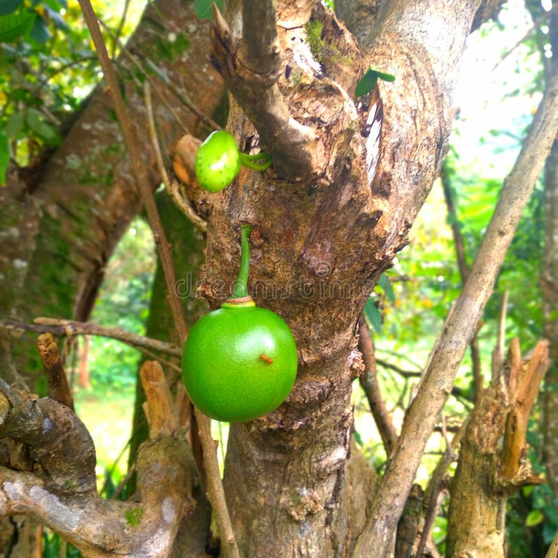 Uniquely Growing Fruit from Tree Trunk Stock Image - Image of growing ...