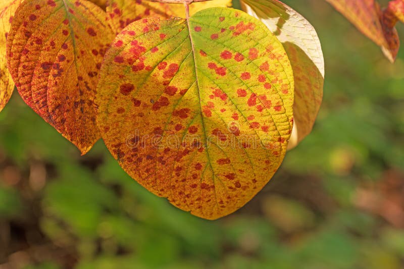 Uniquely Mottled Leaf in the Fall Stock Image - Image of colors, serene ...