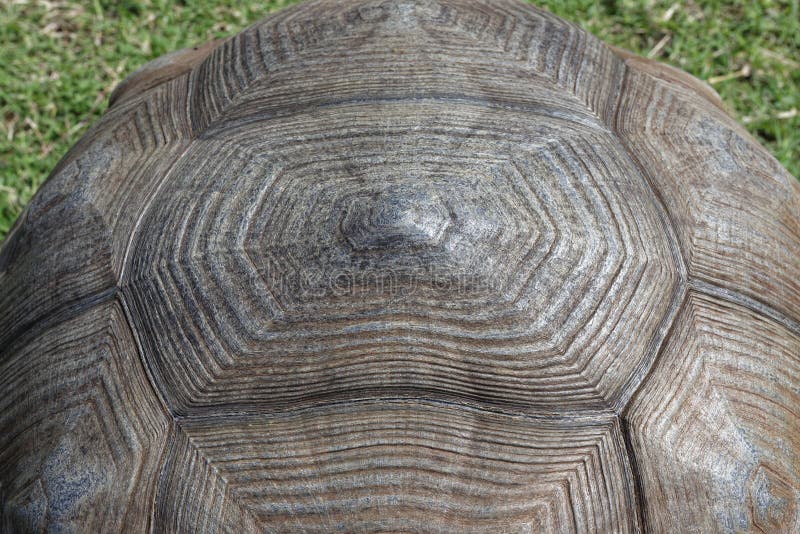 The Uniquely Patterned and Geometrical Shape of the Shell of a Giant ...