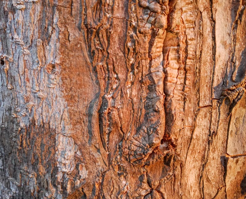 Texture of mango trunk stock photo. Image of trunk, autumn - 254408384