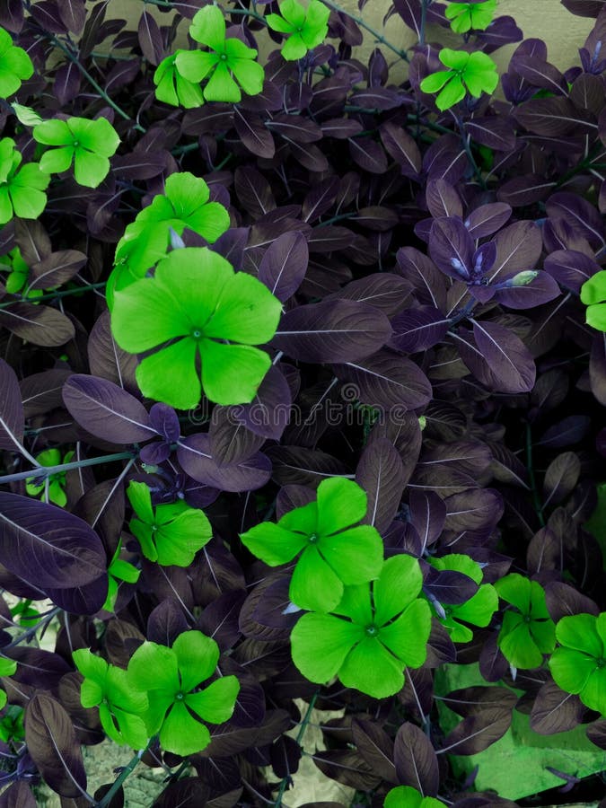 The Uniqueness of the Leaf Motif with the Combination of Unique Colored ...