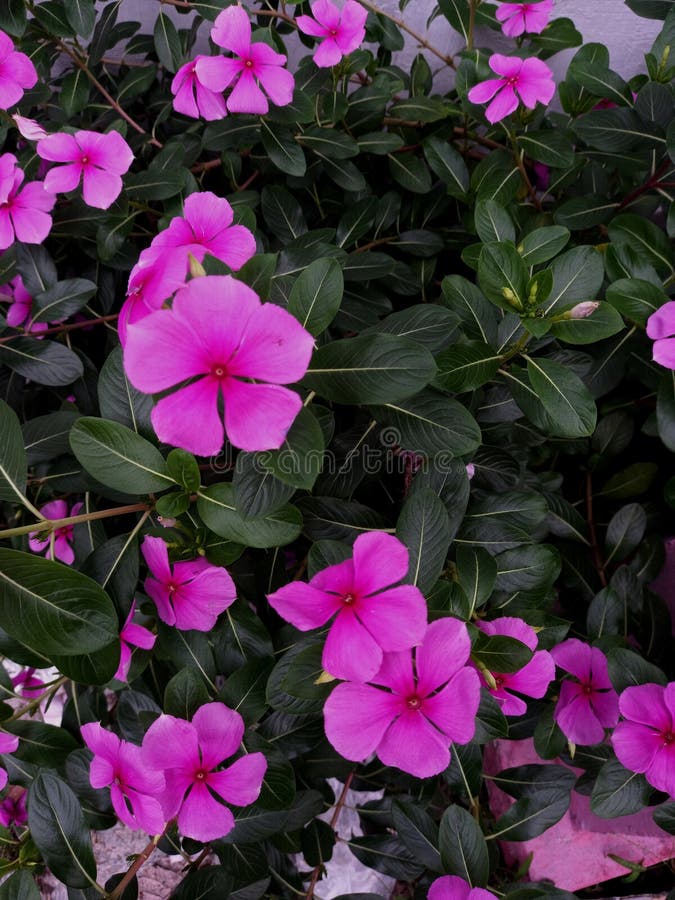 The Uniqueness of the Leaf Motif with the Combination of Unique Colored ...