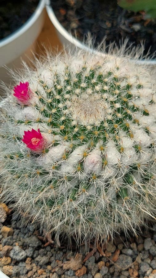 The Uniqueness of the Mini Ornamental Cactus with All Its Uniqueness ...