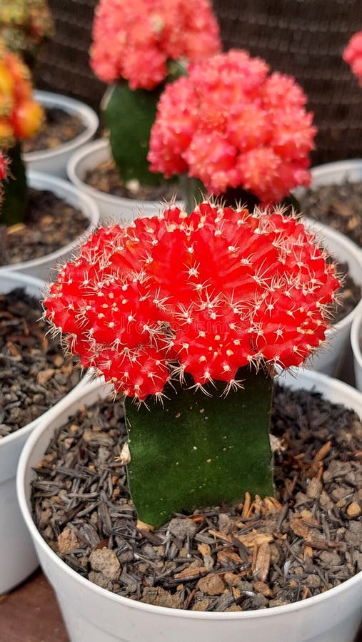 The Uniqueness of the Mini Ornamental Cactus with All Its Uniqueness ...