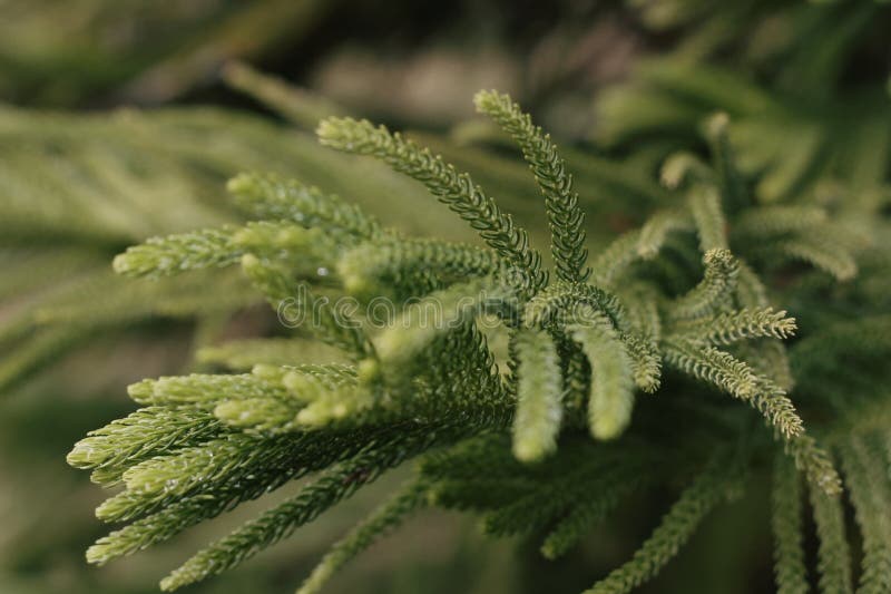 The Natural Beauty of Pine Trees Stock Photo - Image of natural, pine ...