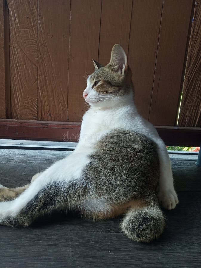 Uniqueness pose wildcat stock photo. Image of mammal - 208185240