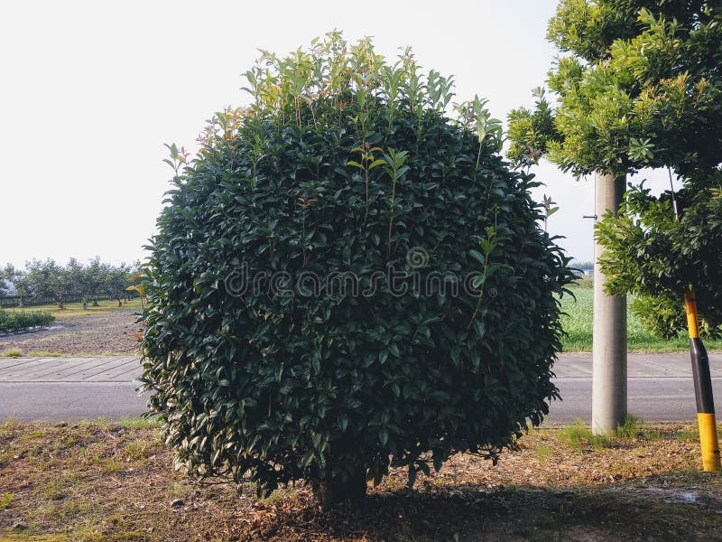 A Uniqueness of Short Tree stock image. Image of artistic - 154879617