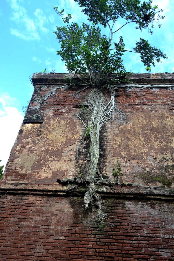The Uniqueness of a Tree that Grows on a Brick Wall Stock Photo - Image ...